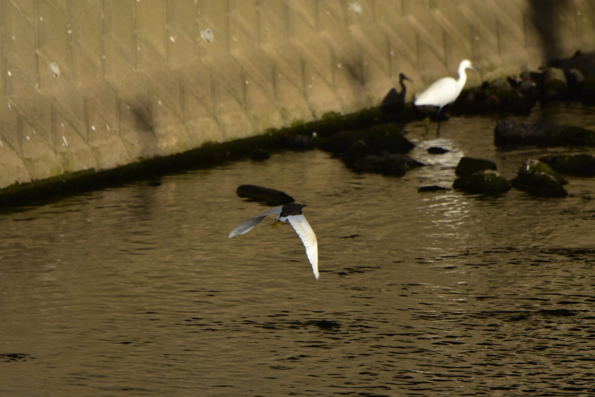 大和市の自然・昆虫・野鳥便り | コサギの近くをアカシラサギ上流に飛ぶ！